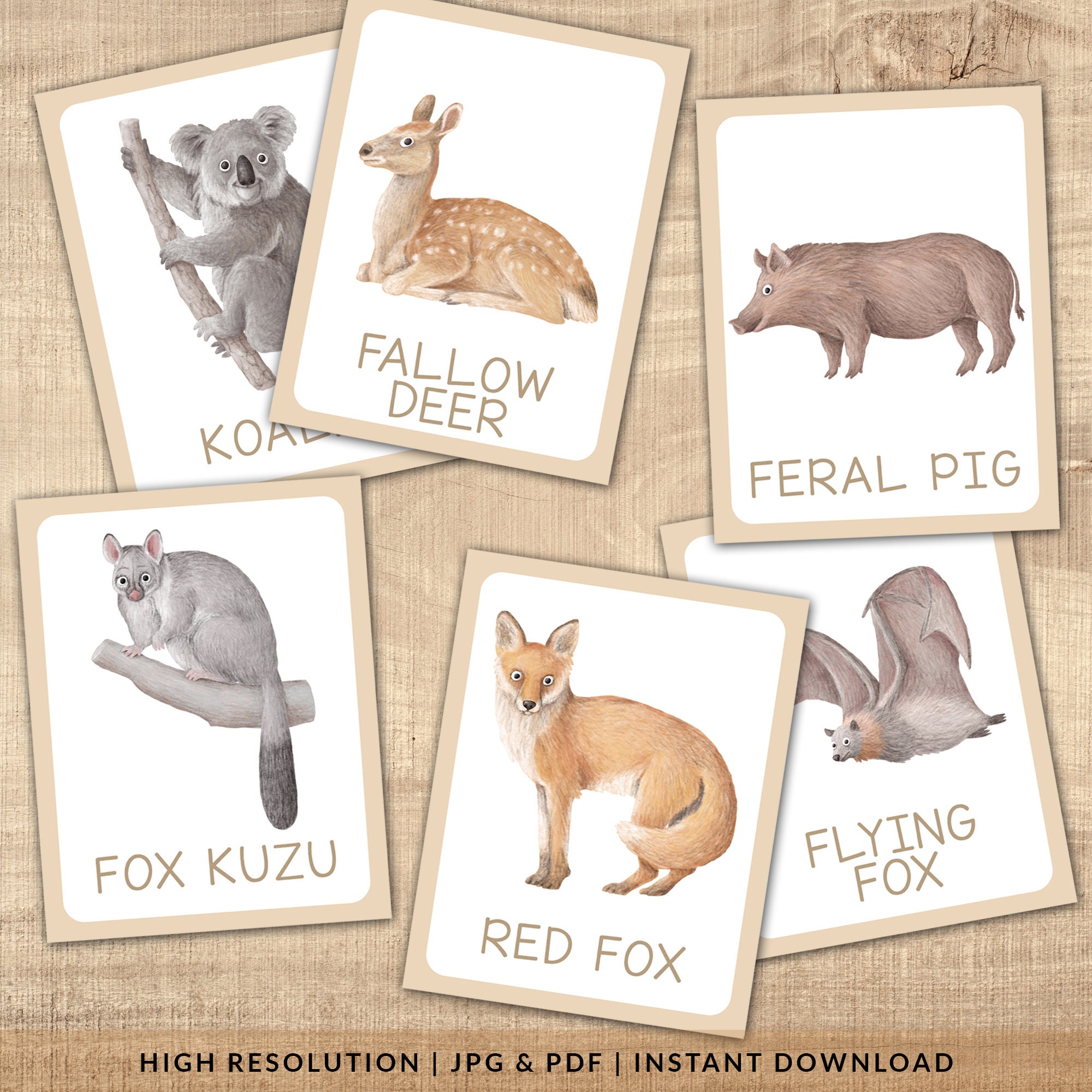 Australian Animals Flash Cards, Education, Classroom Resources, Neutral ...