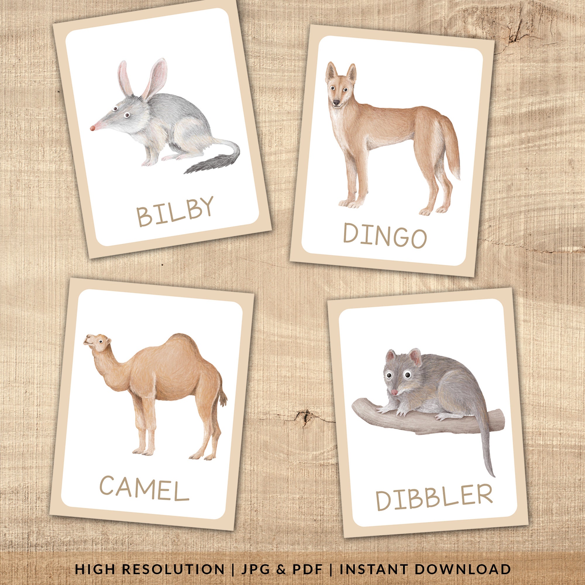 Australian Animals Flash Cards, Education, Classroom Resources, Neutral ...