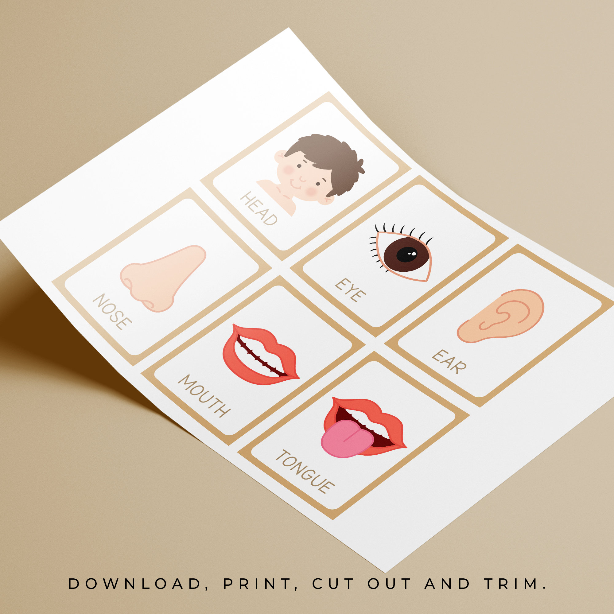 Body Parts Flash Cards Education Classroom Resources - Etsy