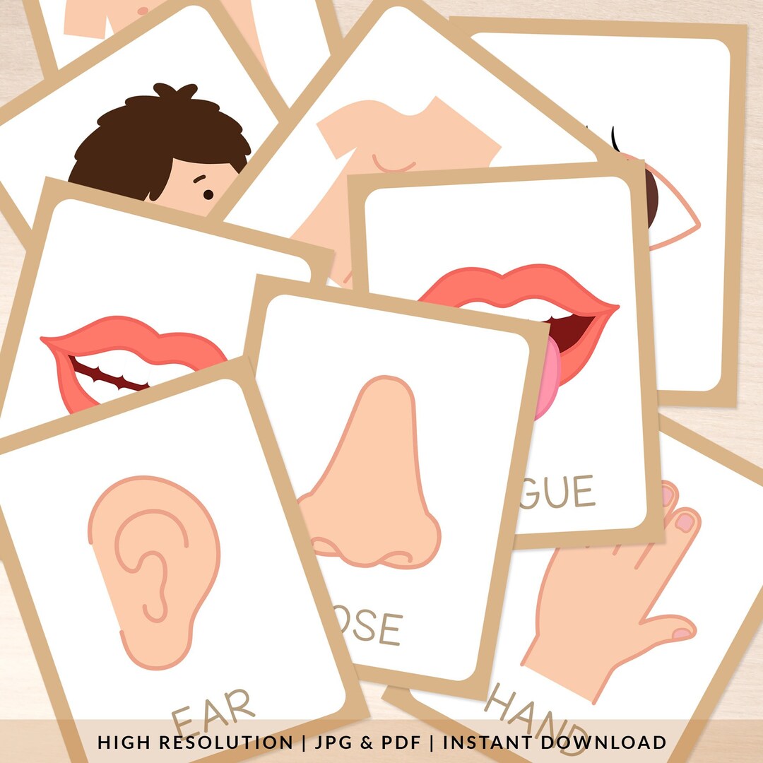 Body Parts Flash Cards Education Classroom Resources - Etsy