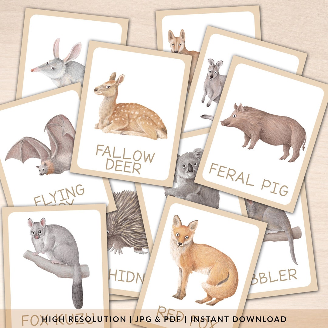 Australian Animals Flash Cards, Education, Classroom Resources, Neutral ...
