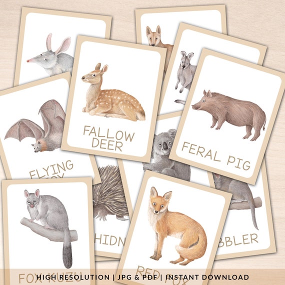 Australian Animals Flash Cards Education Classroom - Etsy