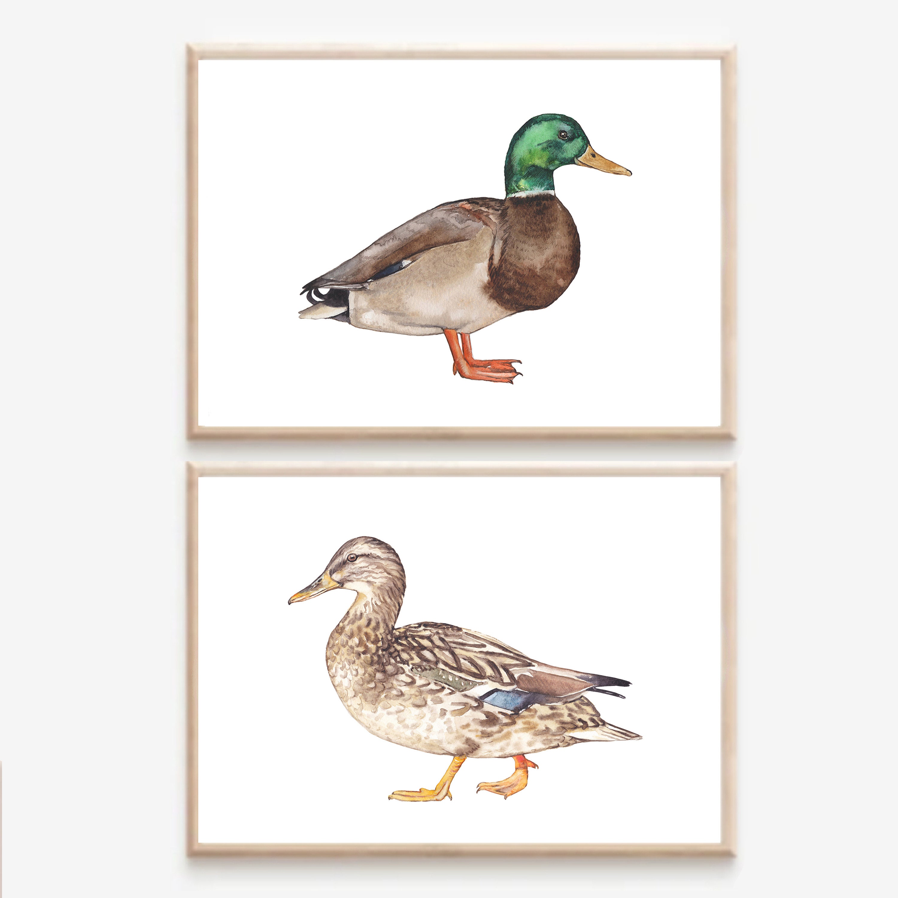 Mallard Duck Print Duck Painting Digital Download Duck Lover - Etsy