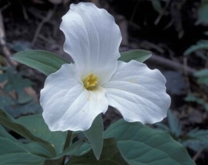 10 Assorted Trillium Roots - Etsy