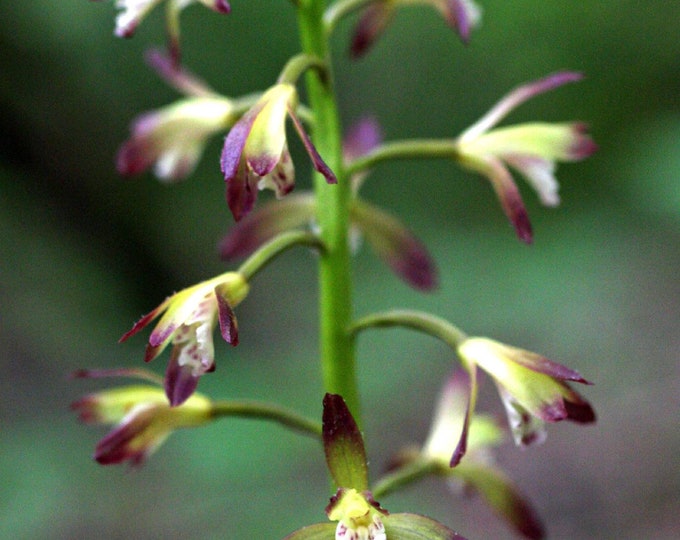 Adam & Eve / Putty Root (aplectrum Hyemale) - Etsy