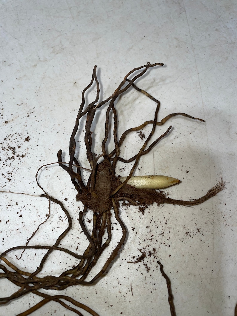 Pink Lady’s Slipper (cypripedium Acaule) #1 Blooming Size - Etsy