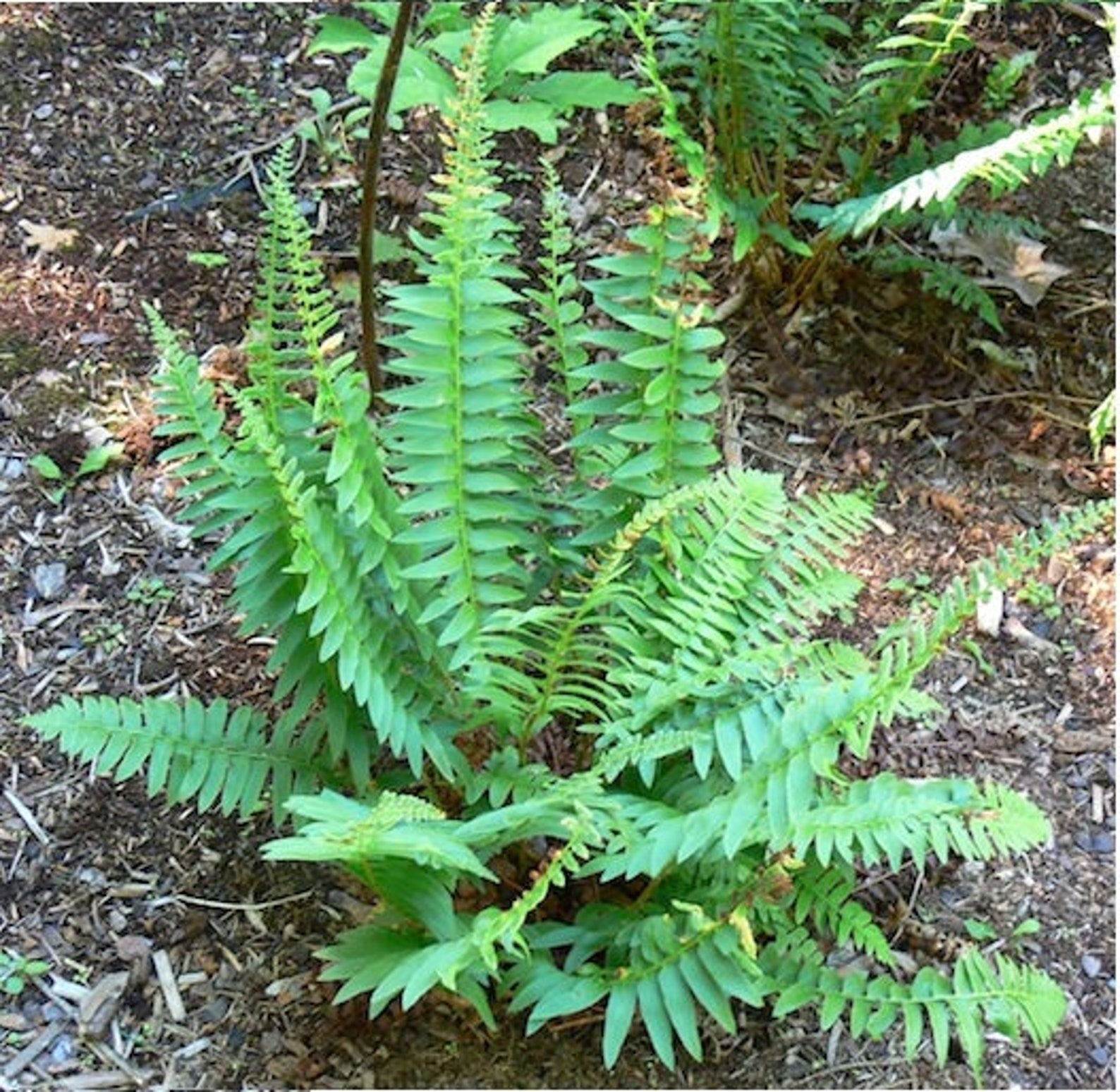 3(ea) Christmas Fern (polystichum Acrostichoides) Bare Root - Etsy