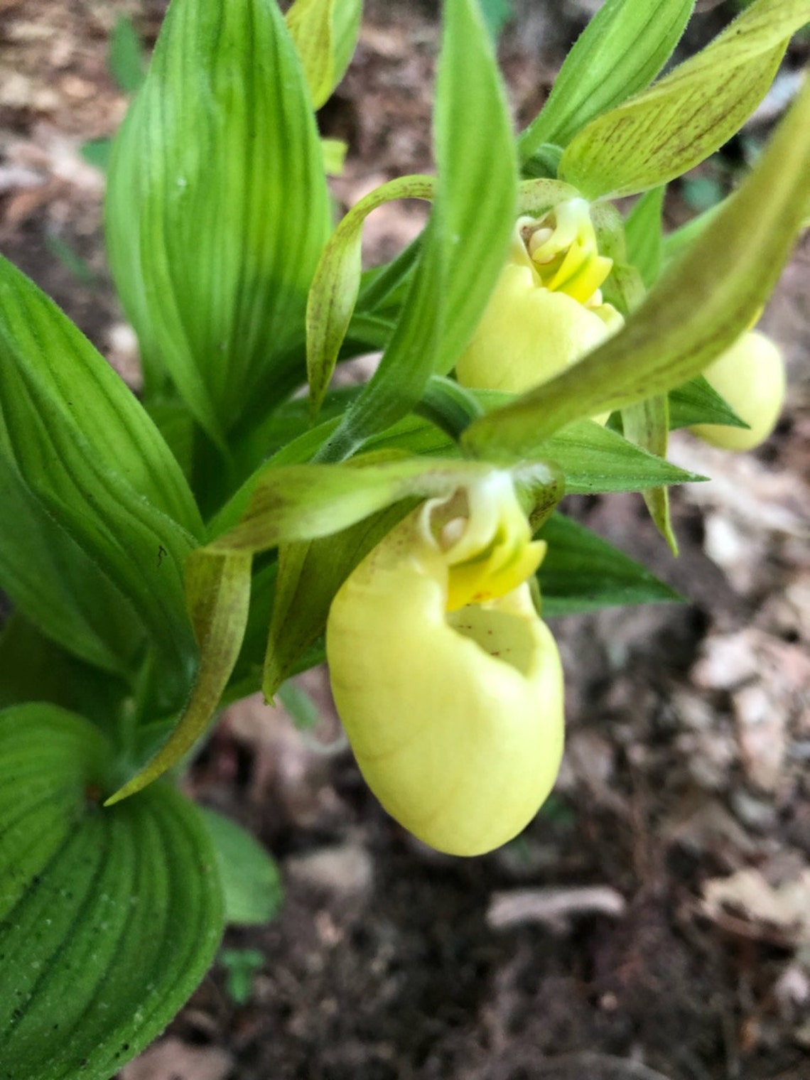 Yellow Lady’s Slipper - Etsy