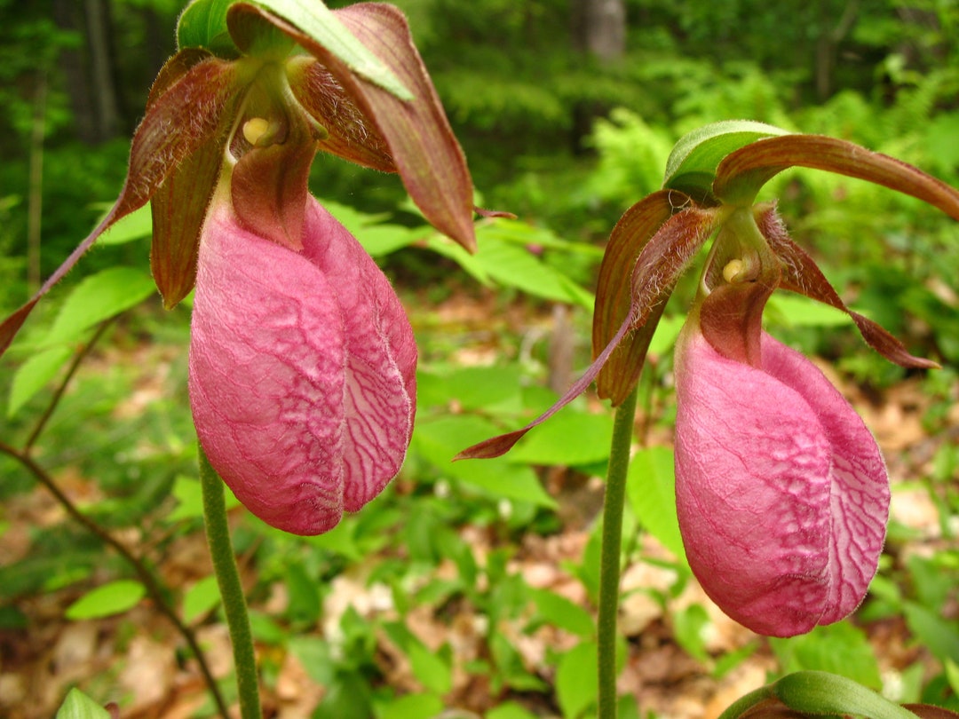 Pink Lady’s Slipper (cypripedium Acaule) #1 Blooming Size - Etsy