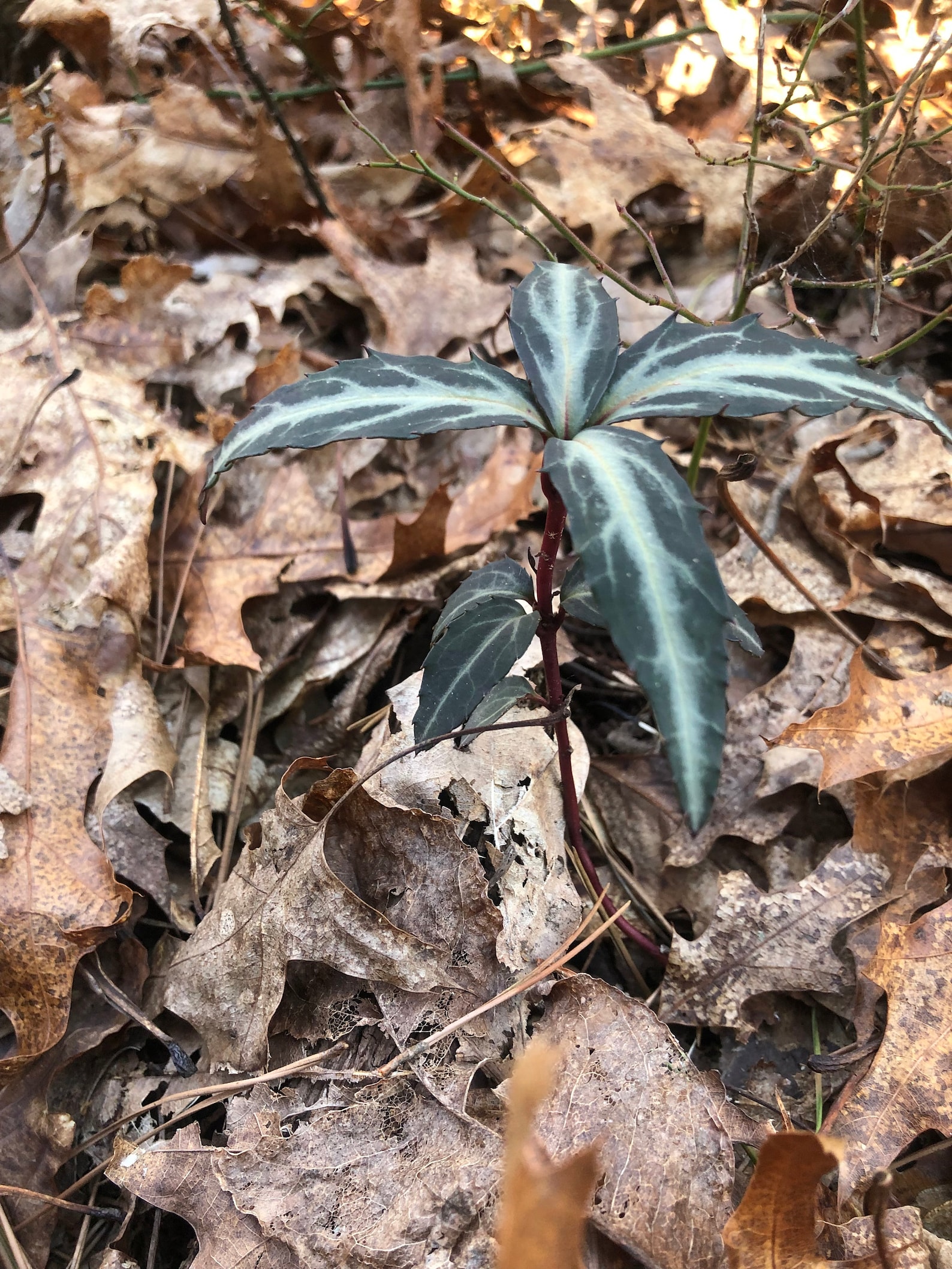 5 Striped Wintergreen chimaphila Maculata - Etsy