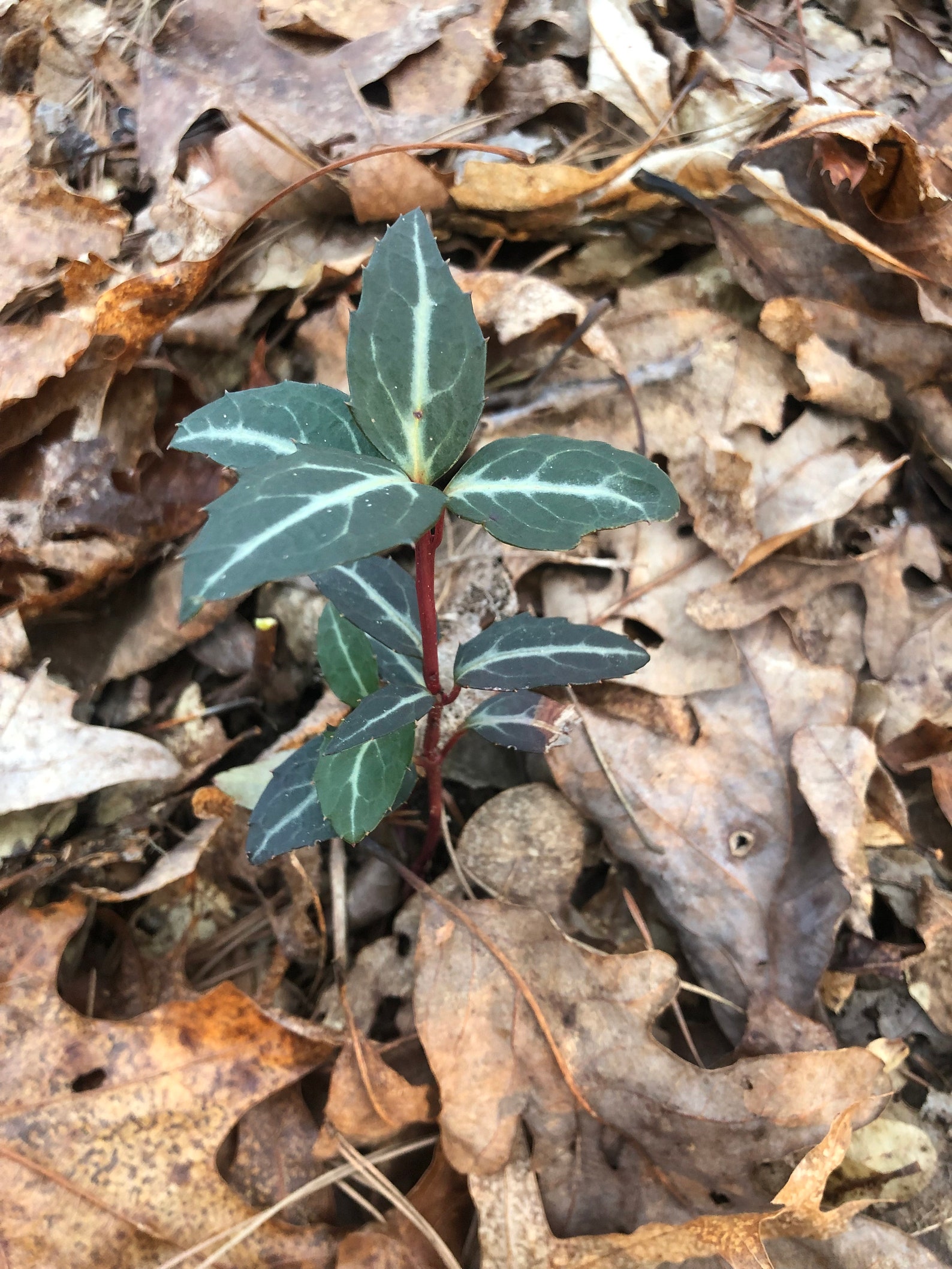 5 Striped Wintergreen Chimaphila maculata | Etsy