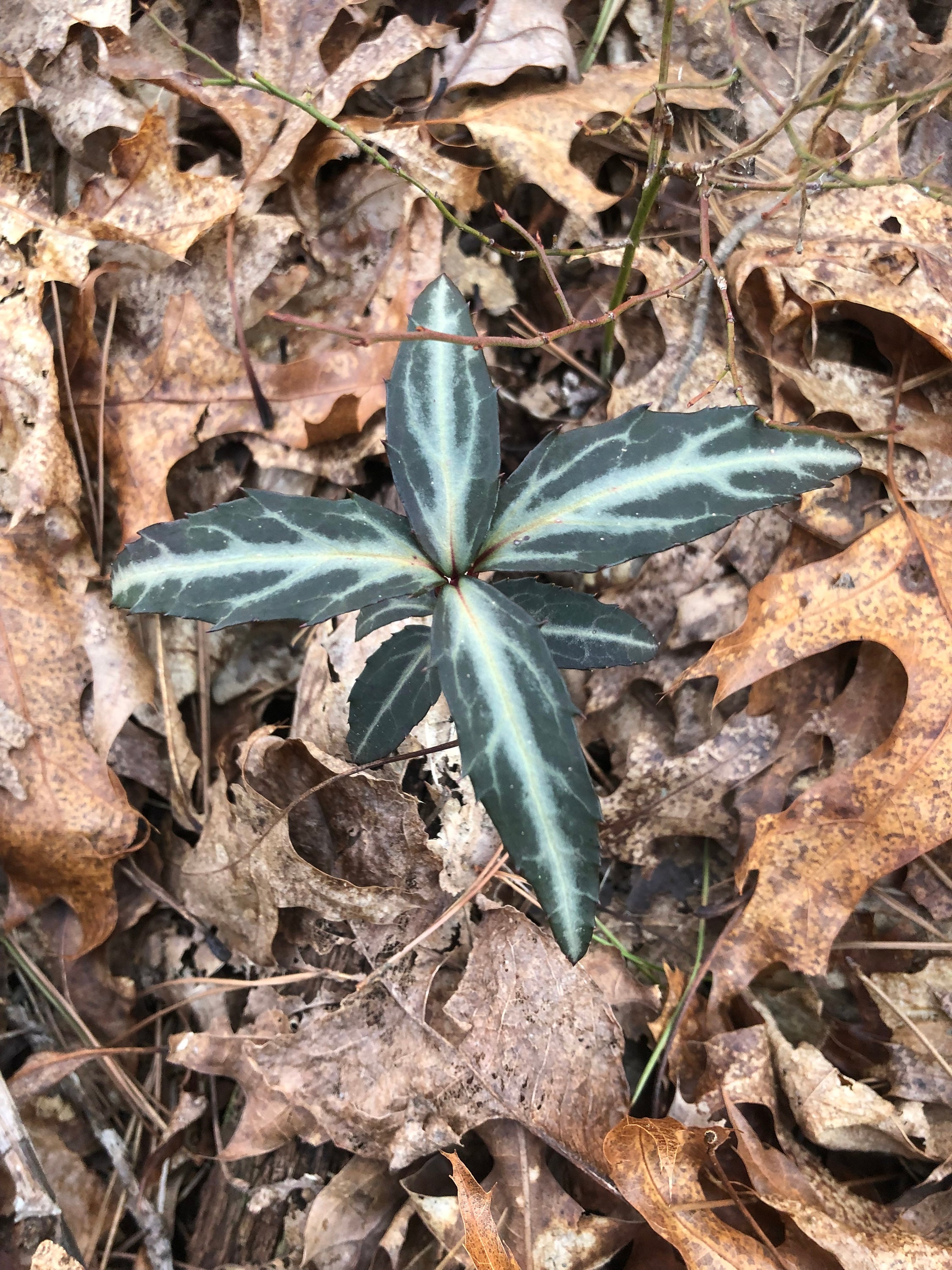 5 Striped Wintergreen Chimaphila maculata | Etsy