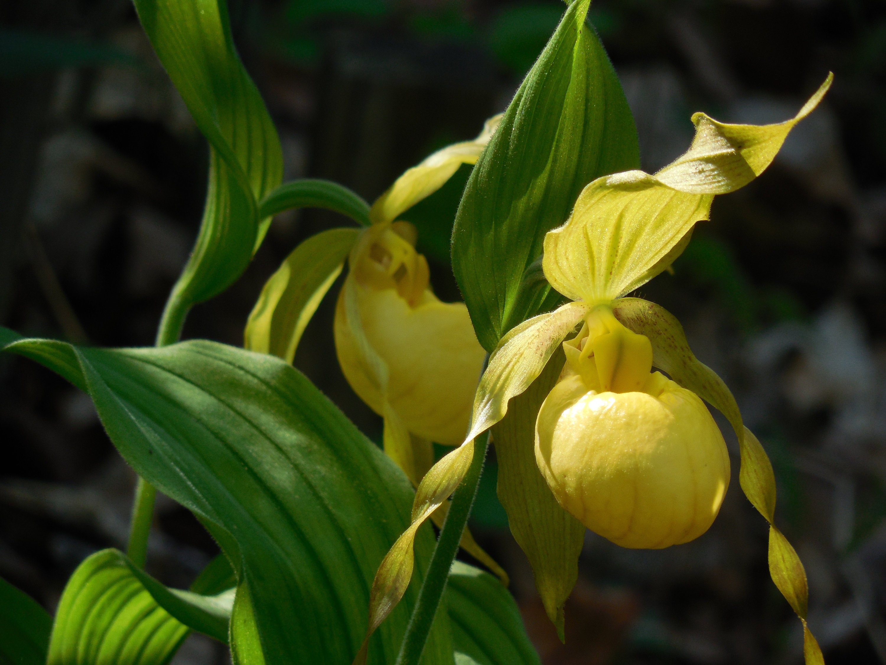 Yellow Lady’s Slipper - Etsy