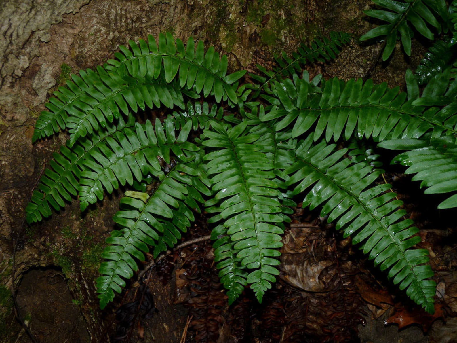 3(ea) Christmas Fern (polystichum Acrostichoides) Bare Root - Etsy