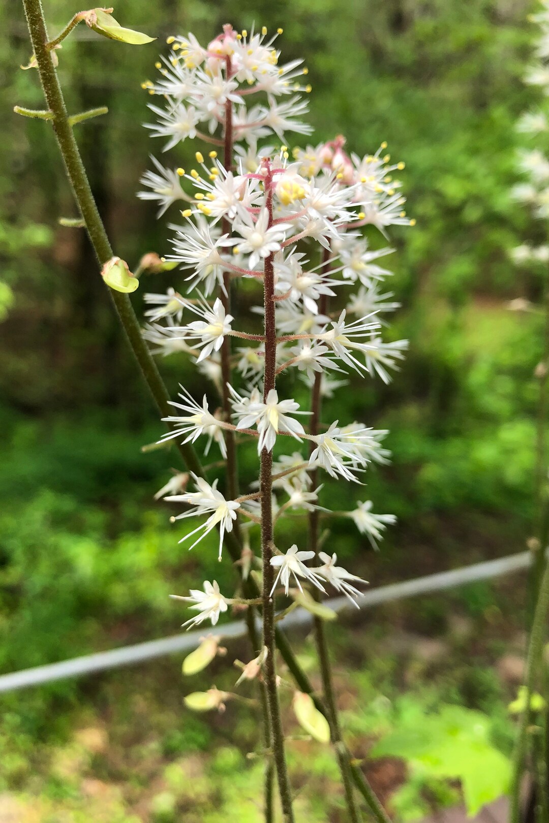 3 Foam Flower (tiarella Cordifolia) - Etsy