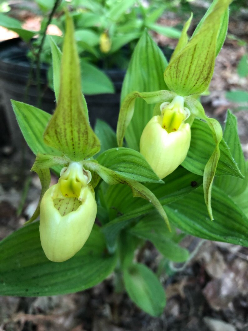 Yellow Lady’s Slipper - Etsy