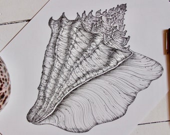 Strombus Gigas - Etsy