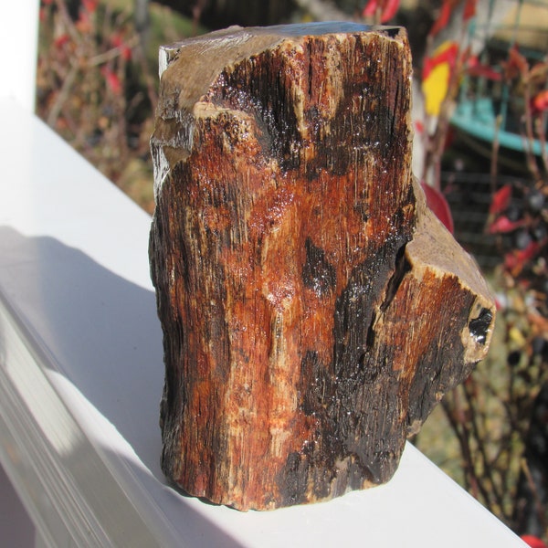Petrified Palm Wood - Etsy