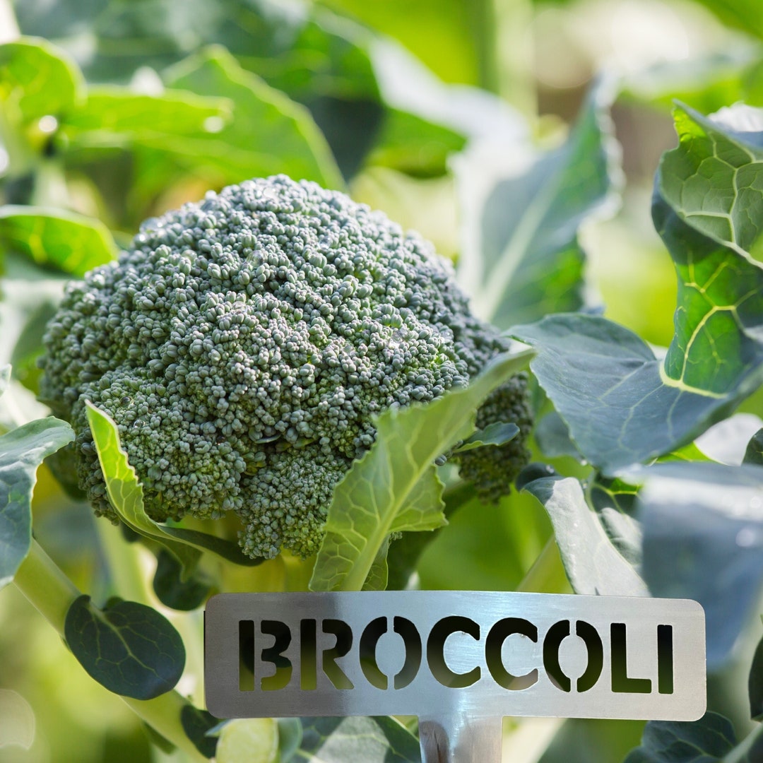 Brushed Stainless Steel Garden Marker - Broccoli, Vegetable Marker - Etsy