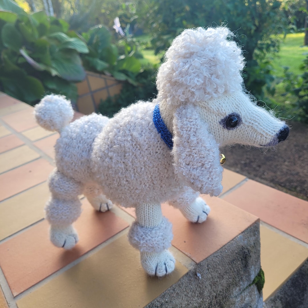 Little White Poodle, Very Soft, to Cuddle and Love, Looking for His New ...