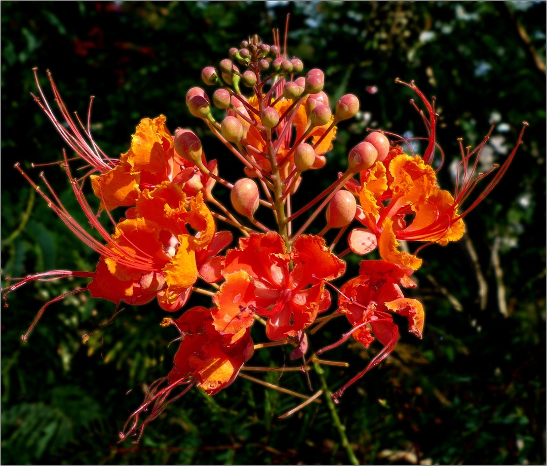 25 Pride of Barbados Seeds - Etsy