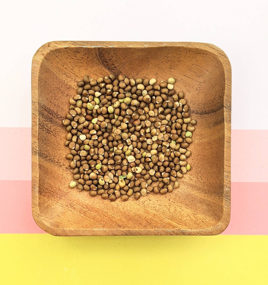 30 Texas Rock Rose Seeds - Etsy