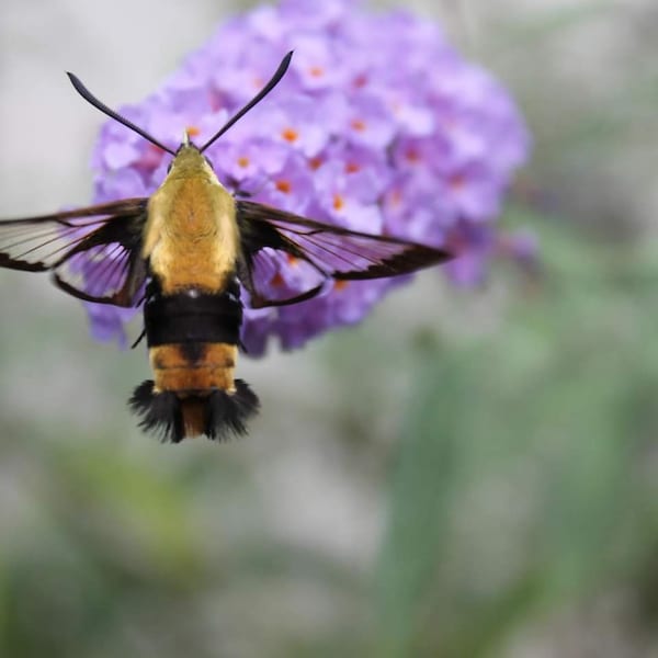 Hummingbird Moth - Etsy