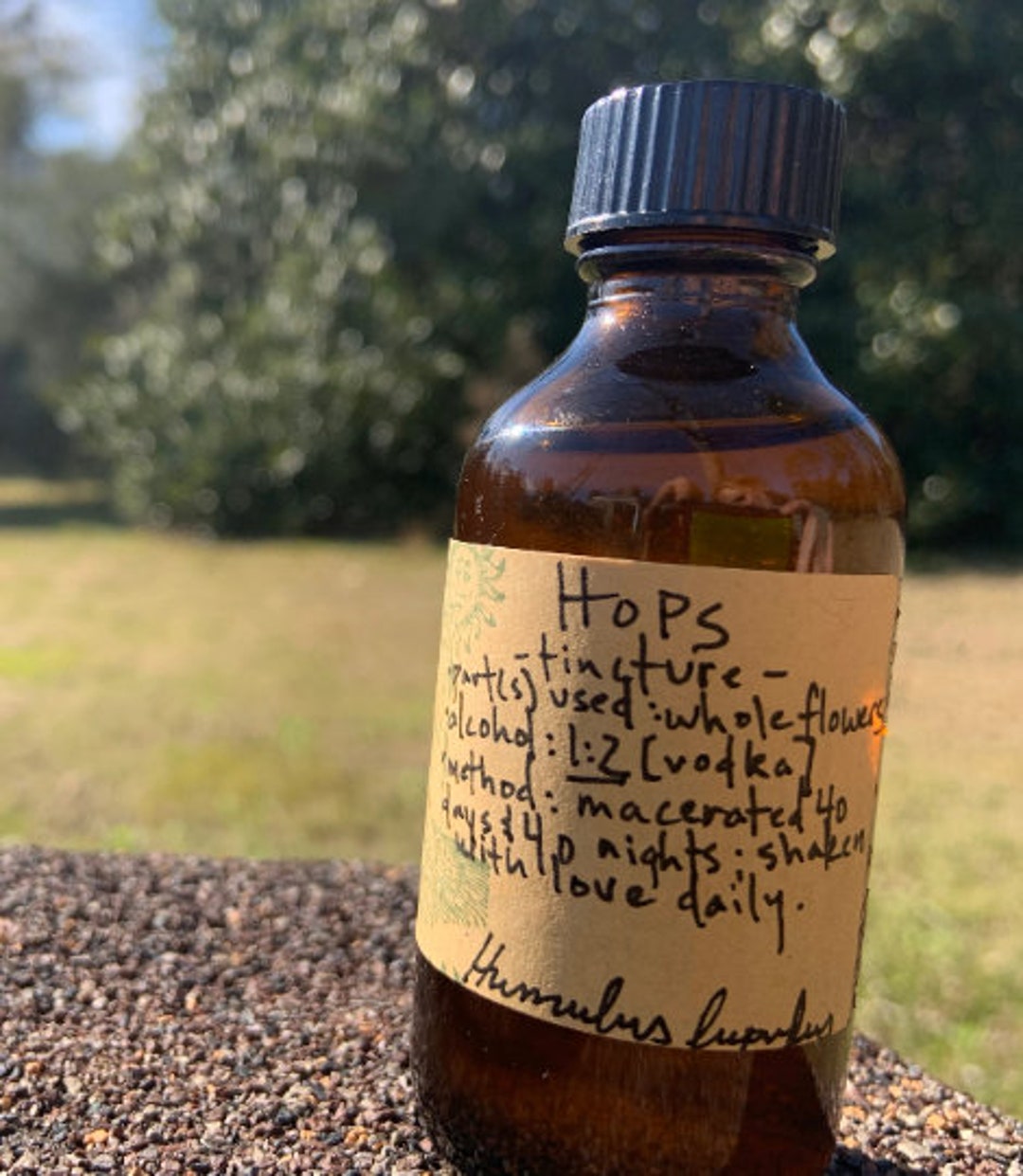 Tincture - HOPS (humulus Lupulus) - Etsy