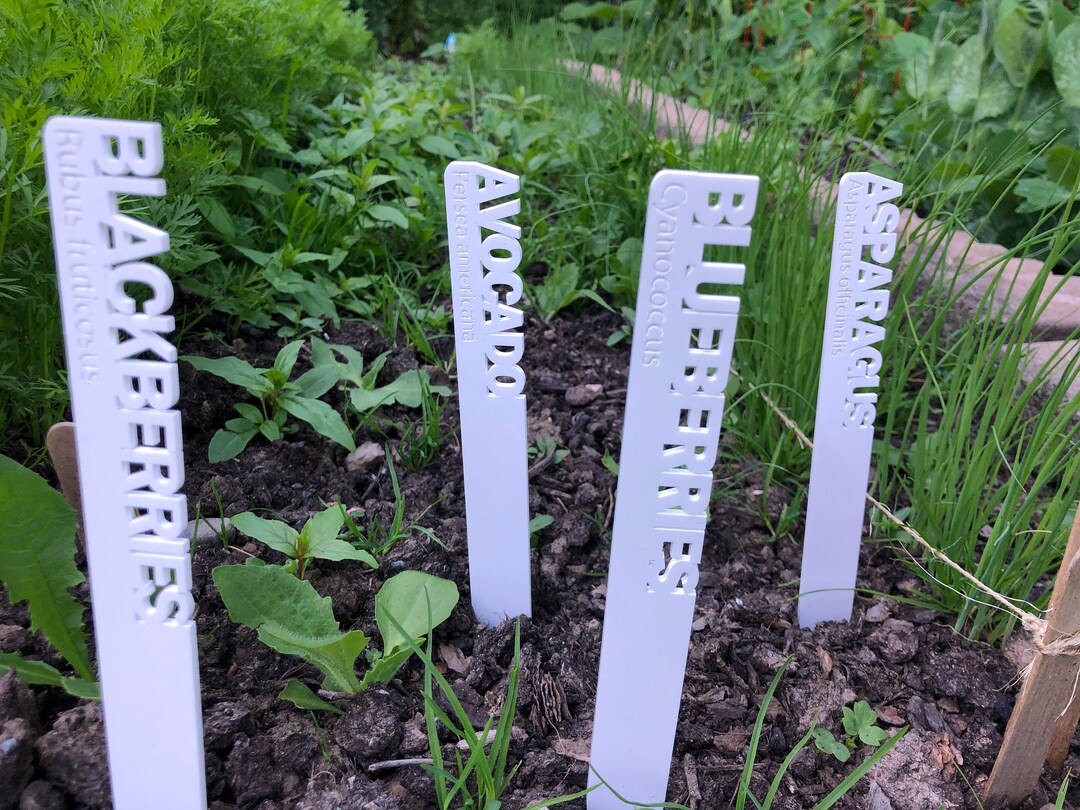 Large Vegetable, Fruit, and Herb Yard or Garden Stakes With Scientific ...