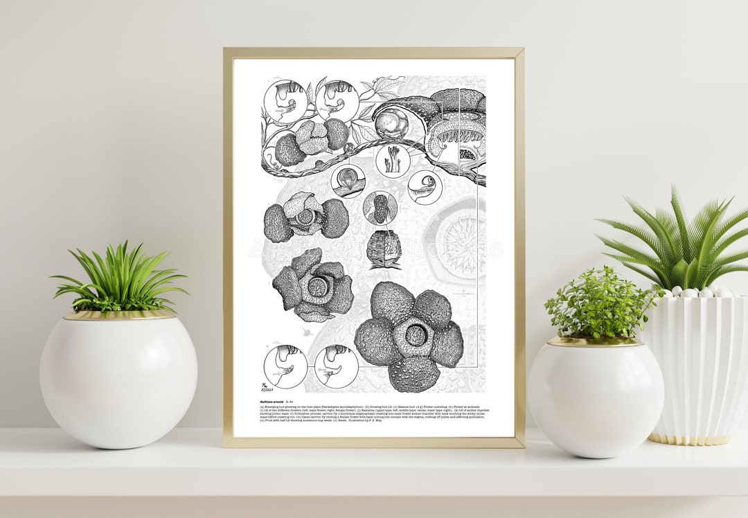 Rafflesia Arnoldi Scientific Illustration Print - Etsy