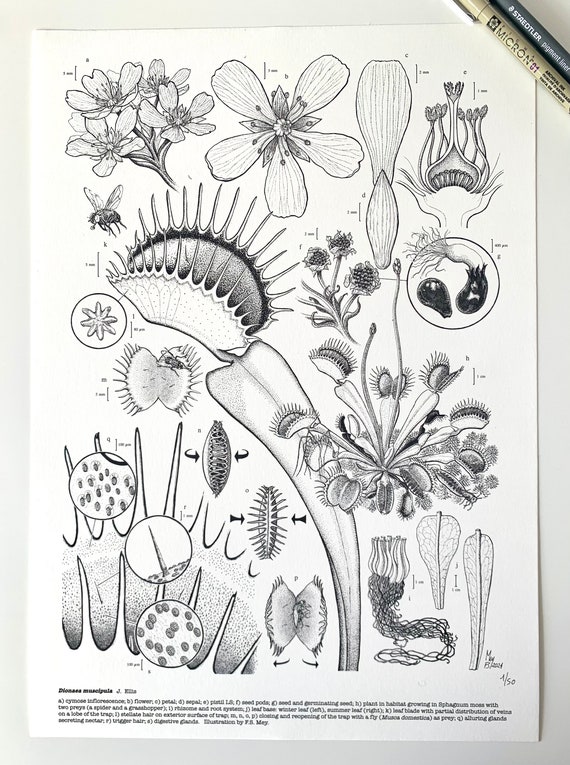 Venus Fly Trap Drawing With Roots