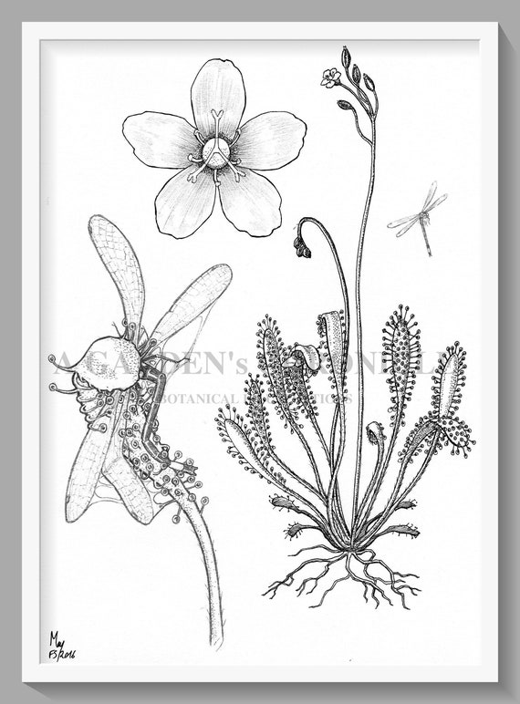 Sundew Plant Drawing