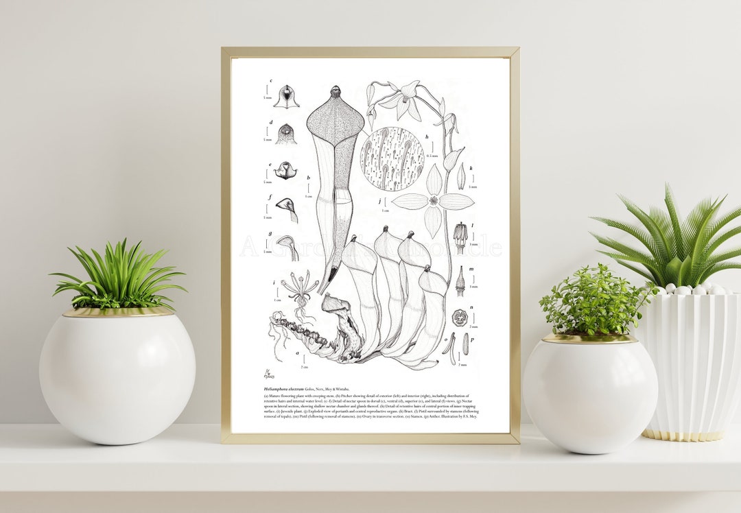 Heliamphora Electrum Limited Edition Print, Hand Signed and Numbered ...