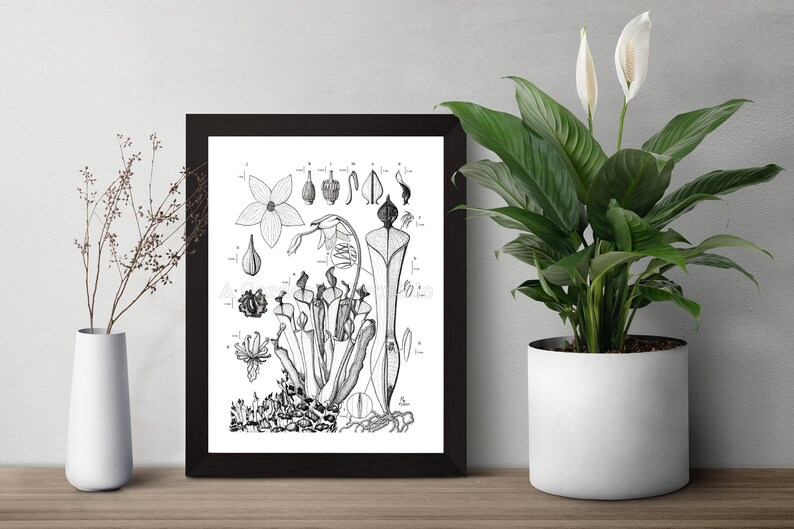 Heliamphora Parva Scientific Illustration Print - Etsy
