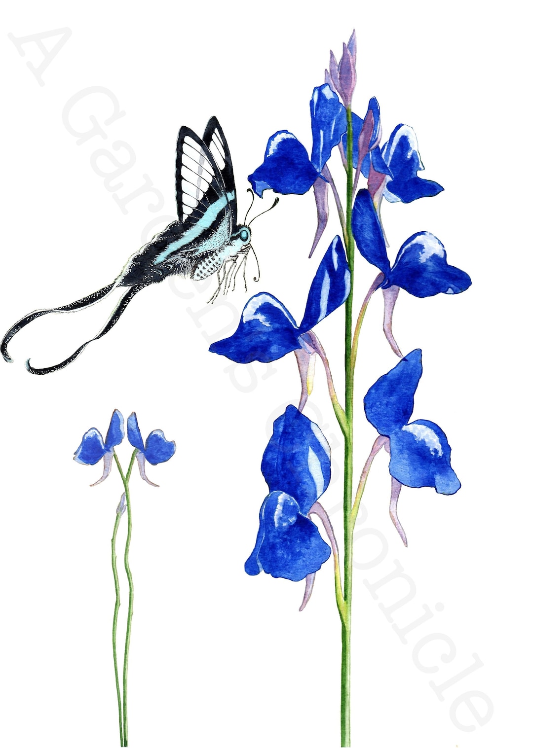 Utricularia Delphinioides Print - Etsy