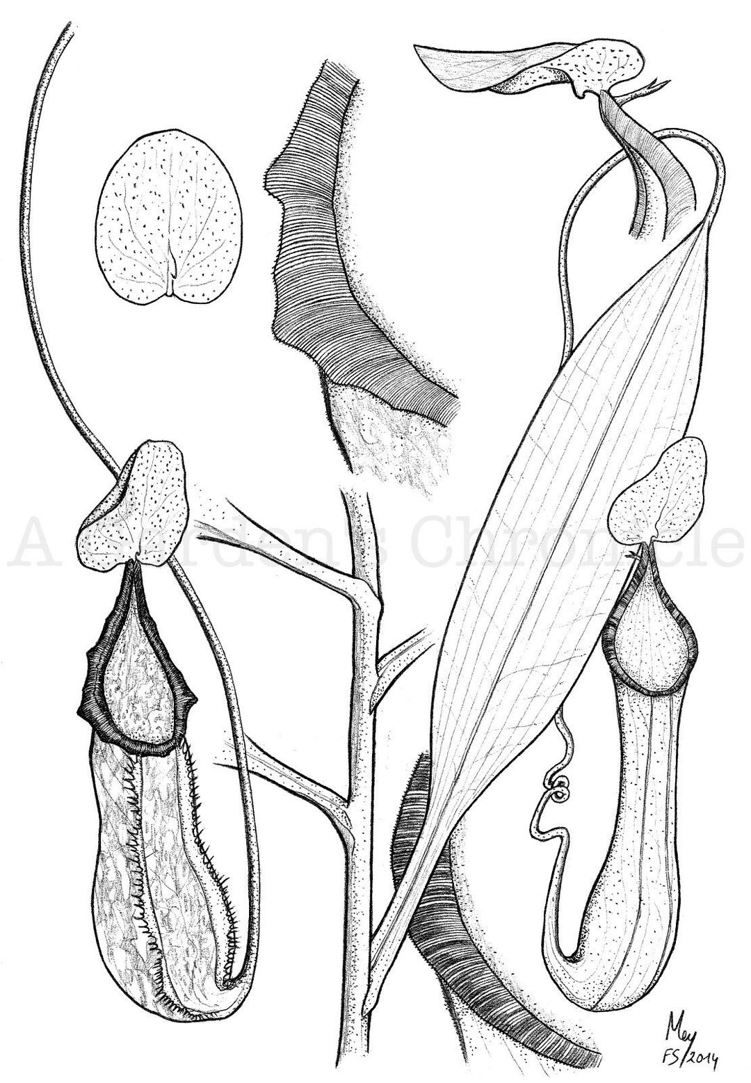 ORIGINAL Nepenthes Talaandig Pencil Drawing - Etsy