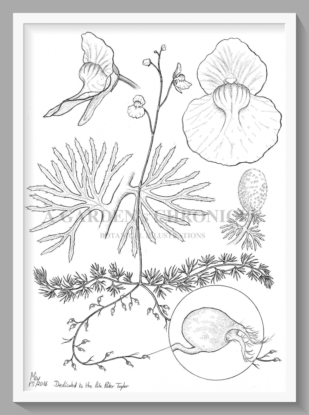 Utricularia Intermedia Print - Etsy
