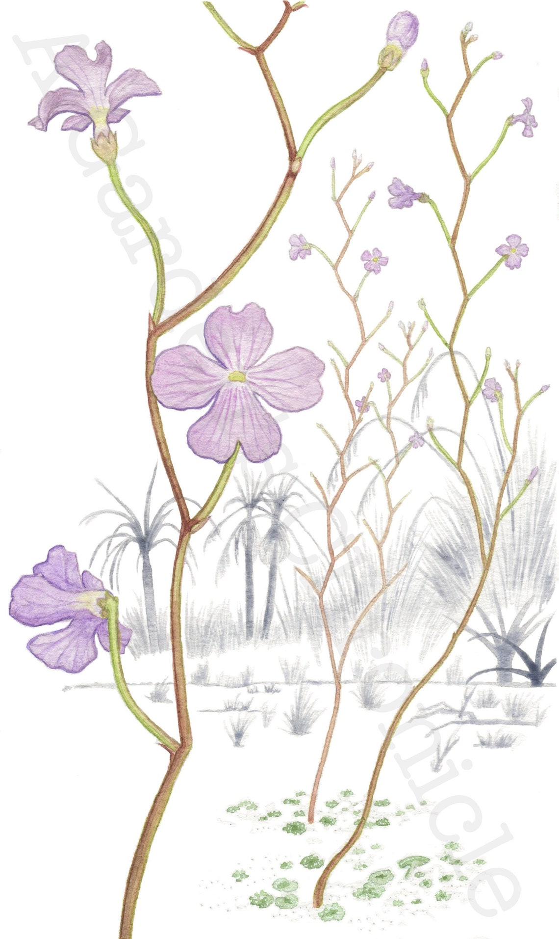 Philcoxia Rhizomatosa Print - Etsy