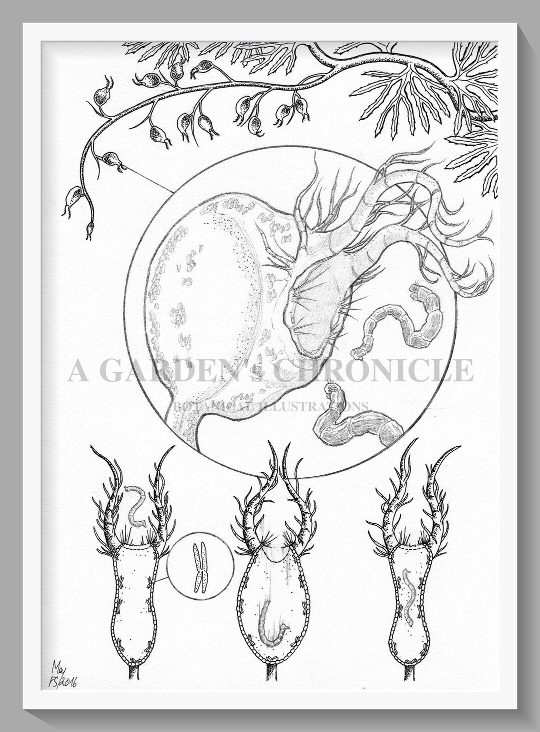 Utricularia Trap Mechanism Print - Etsy