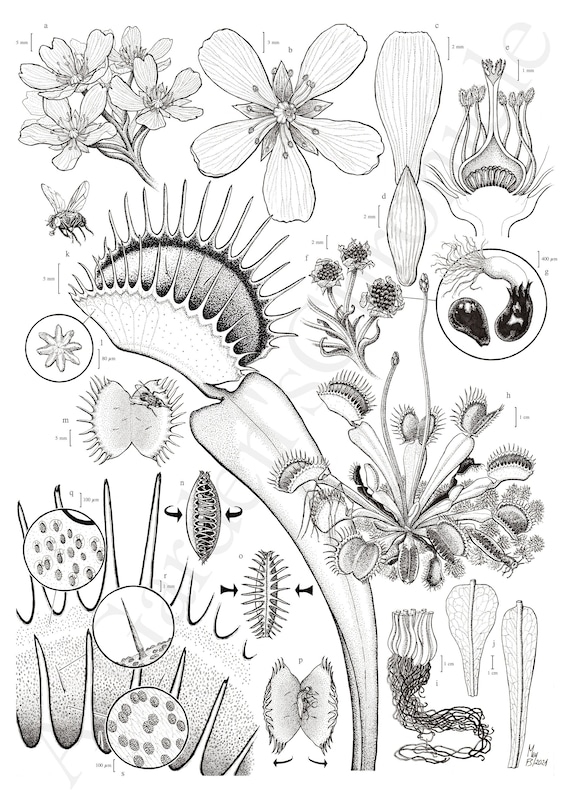 Scientific Illustration Plants