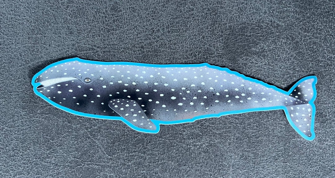 Gray Whale Sticker - Etsy