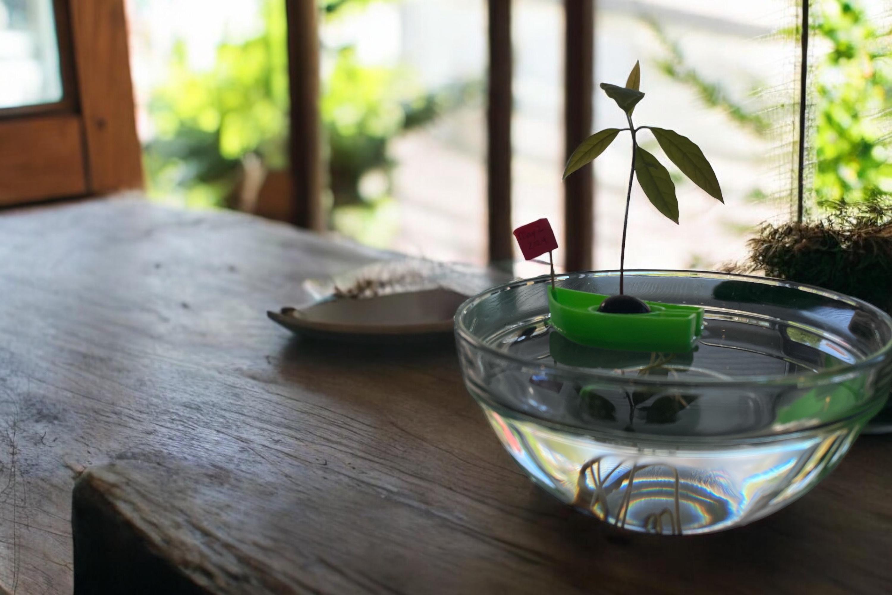 3D Printed Avocado Boat for Growing an Avocado Plant at Home - Etsy