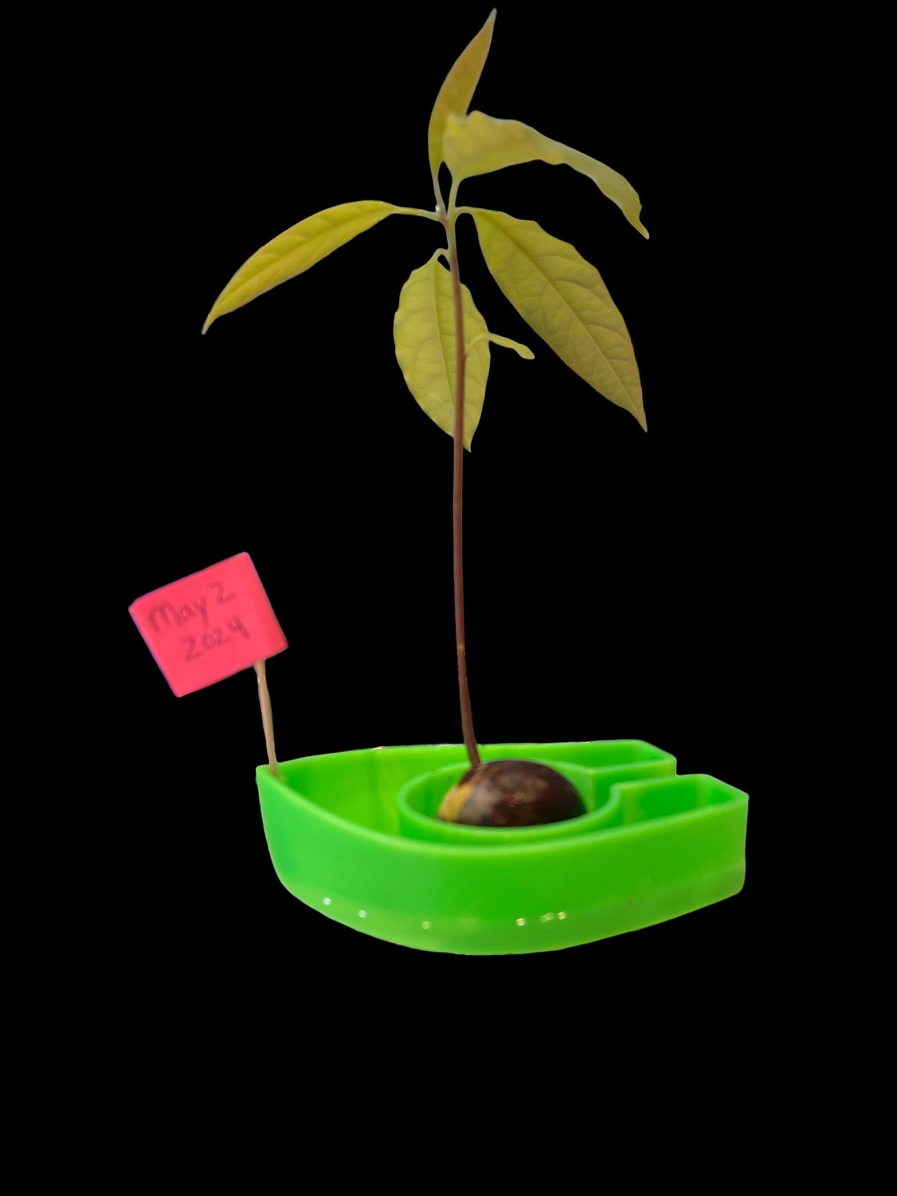 3D Printed Avocado Boat for Growing an Avocado Plant at Home - Etsy