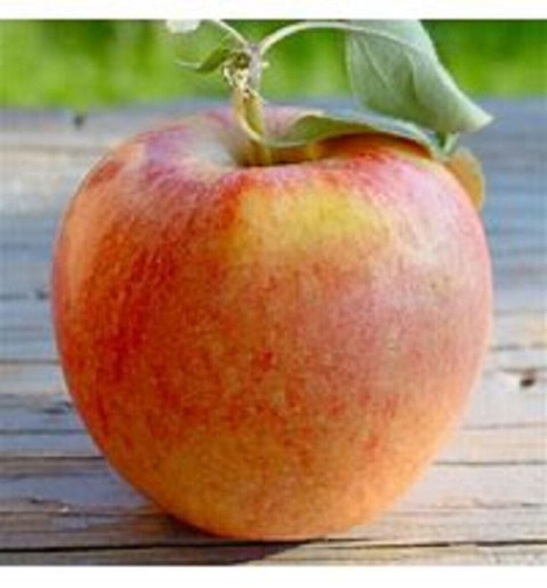 YOU Pick Apple Trees, Nice 15+inch, YOU Select of 5 Varieties; Fast ...