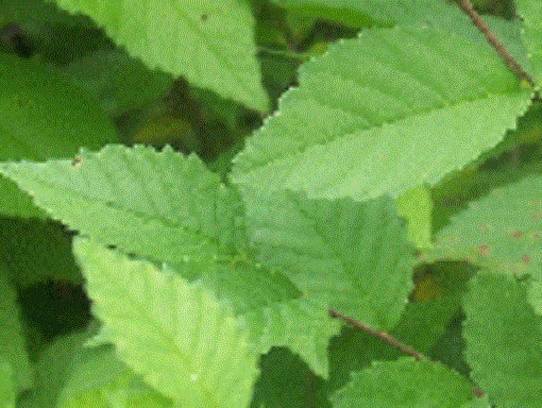 100 American Elm Trees for 89-dollars, CLEARANCE 12 Inch, Fast Growing ...