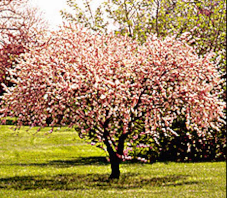 1 Belle of Georgia Peach Tree Prunus 18inch | Etsy