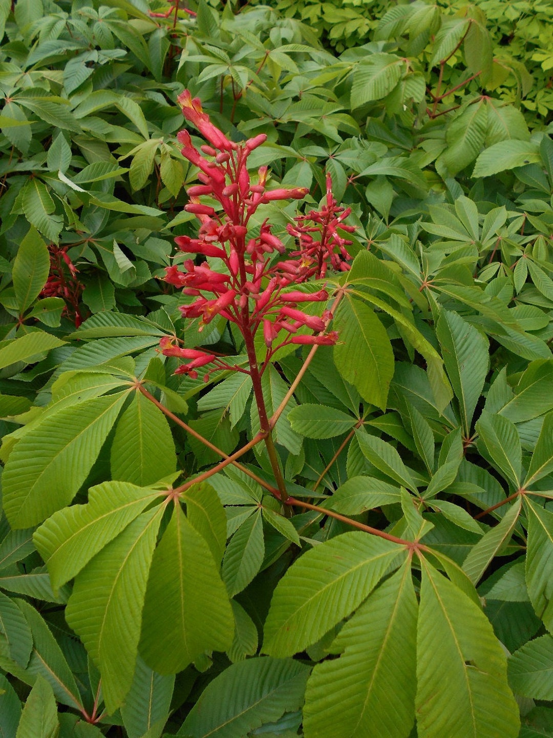 1 Red Buckeye Tree, Choose: 14inch or Larger 20, Fast Growing Flowering ...