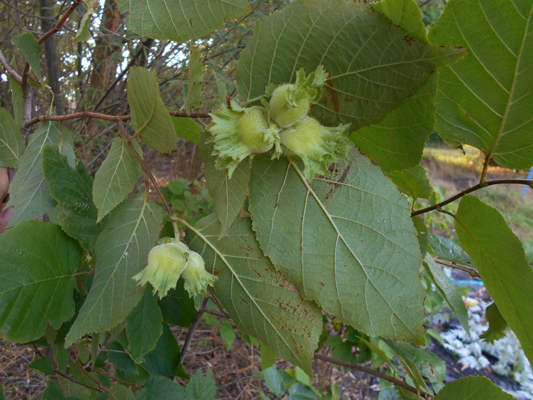 American Hazelnut (filbert) Tree, 14+inch, Fast Growing Nut Shrub for ...