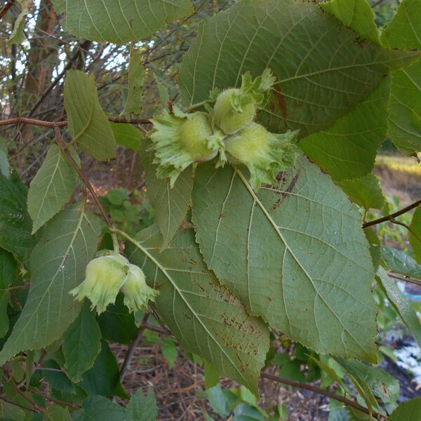 Hazelnut Tree - Etsy