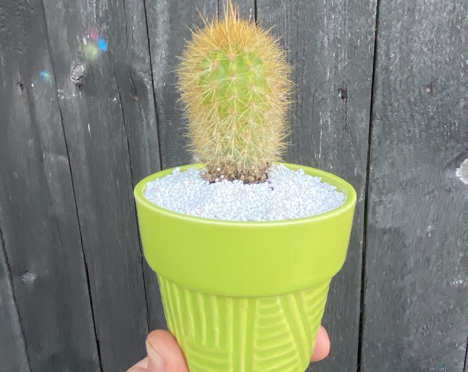 Prickly Lime Potted Cactus in Lime Green Ceramic Pot - Etsy